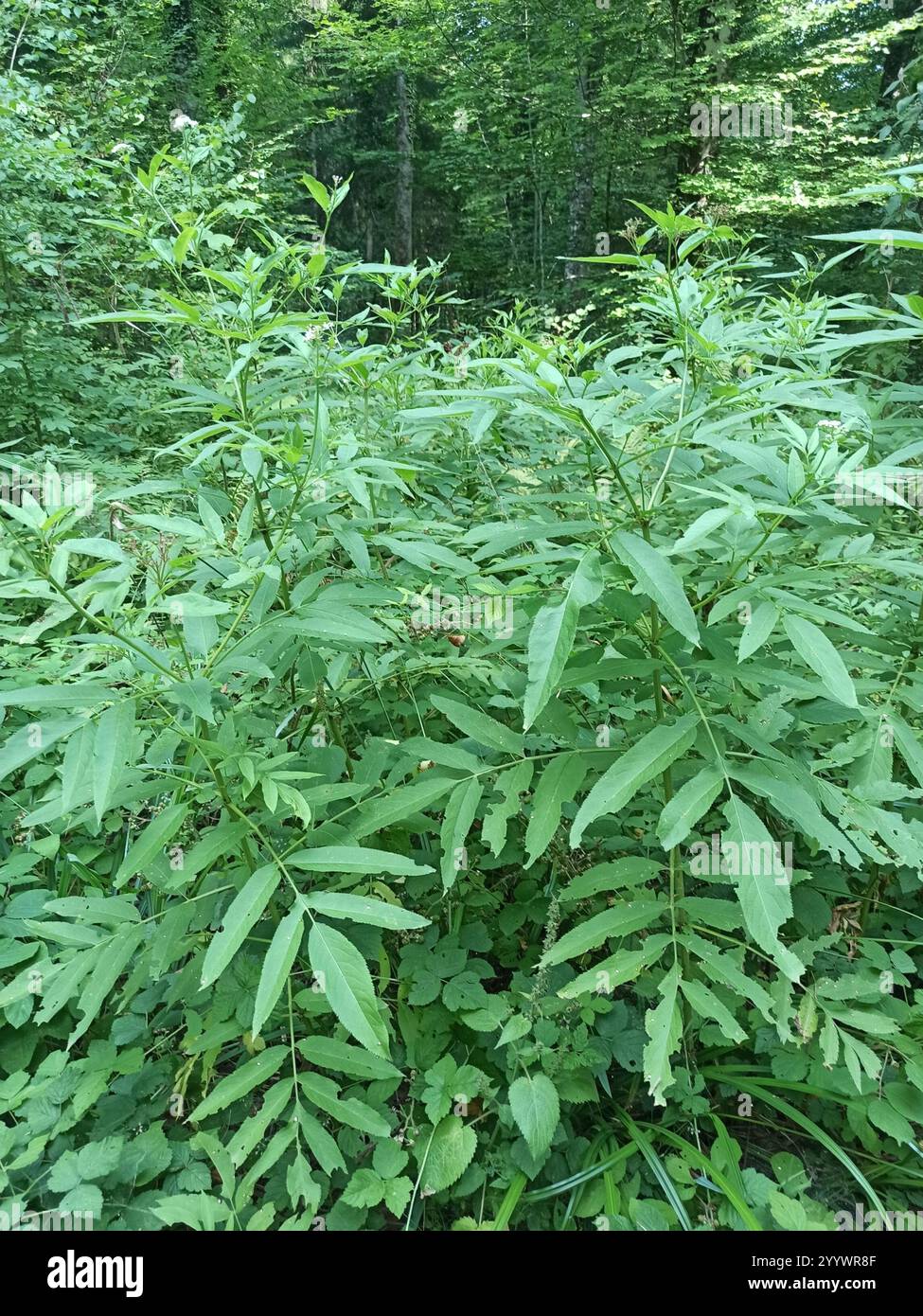 Dwarf Elder (Sambucus ebulus Stock Photo - Alamy