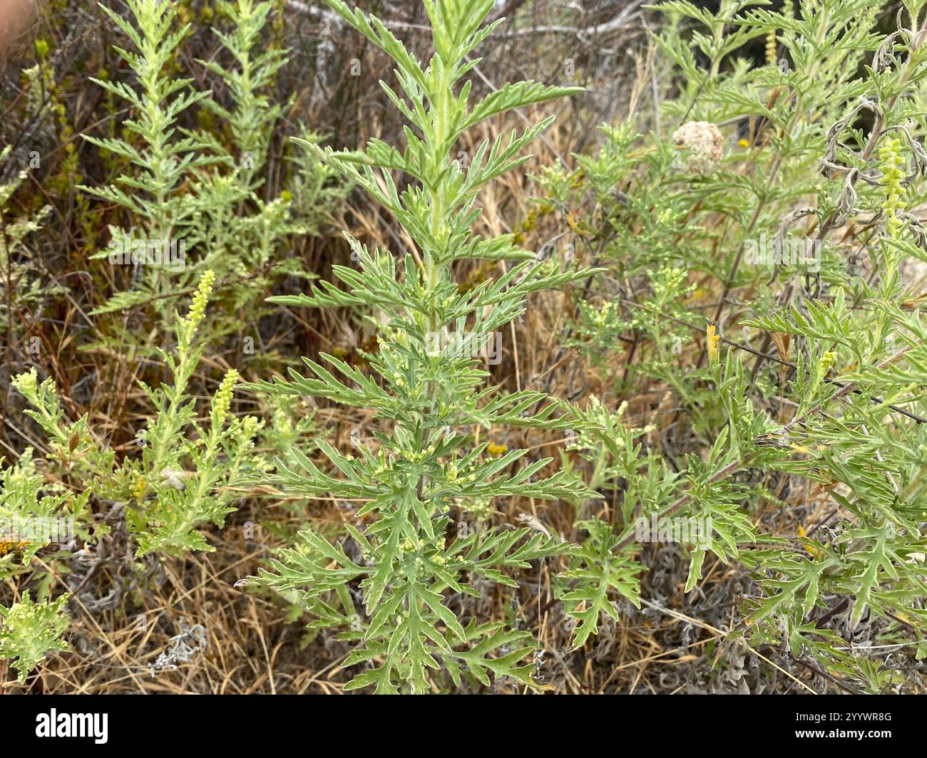 western ragweed (Ambrosia psilostachya Stock Photo - Alamy