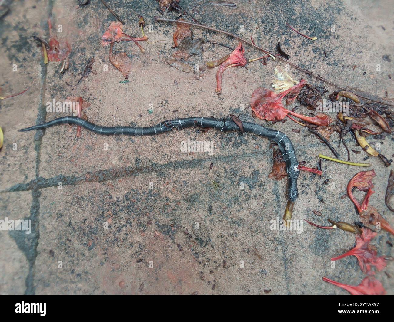 Angolan Garter Snake (Elapsoidea semiannulata Stock Photo - Alamy