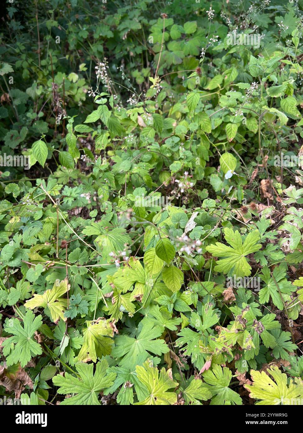enchanter's-nightshade (Circaea lutetiana Stock Photo - Alamy