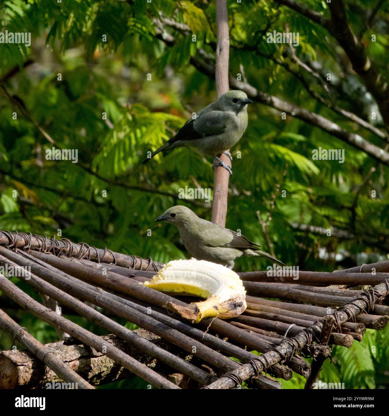 Palm Tanager (Thraupis palmarum Stock Photo - Alamy