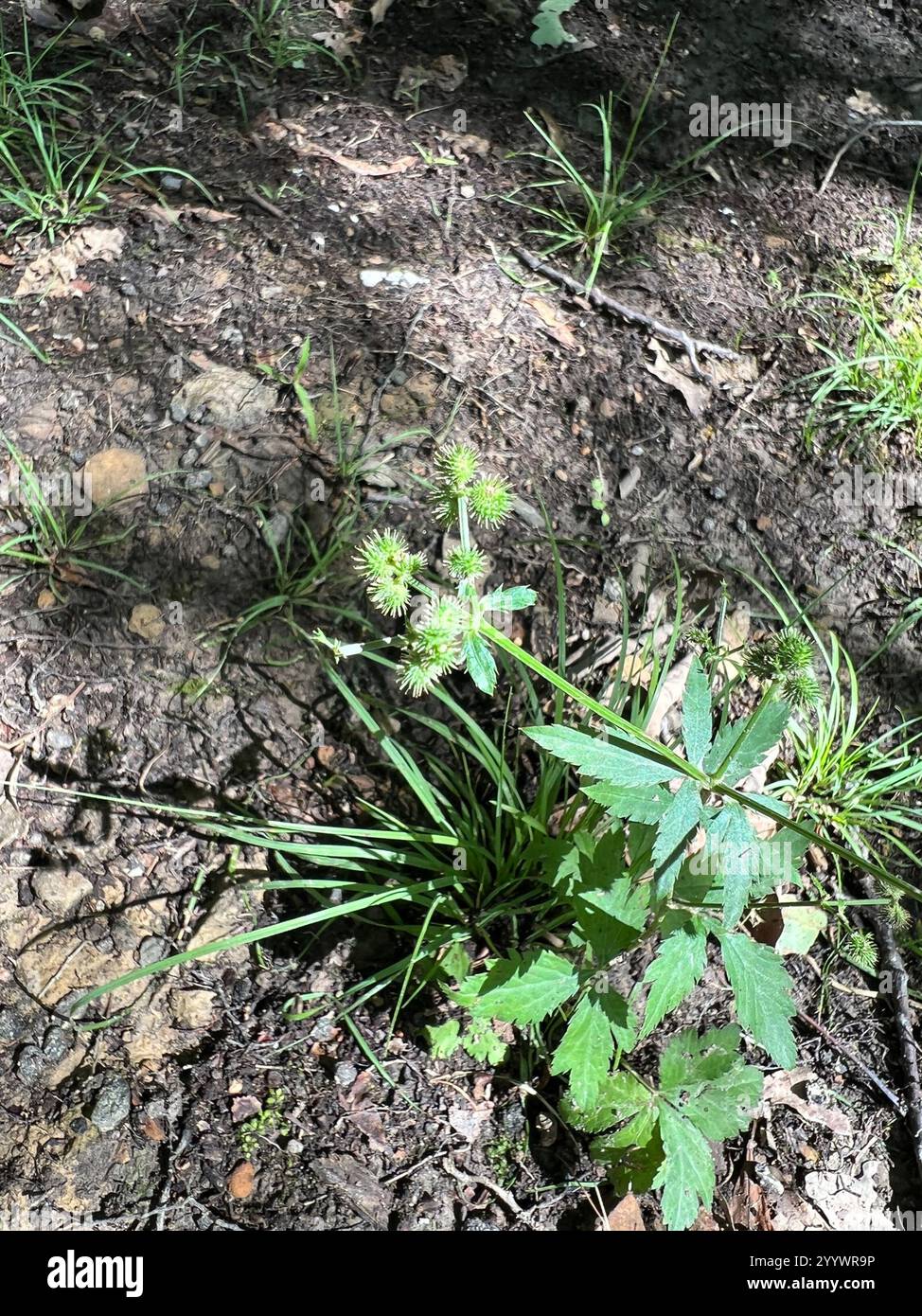 Black Snakeroot (Sanicula canadensis Stock Photo - Alamy