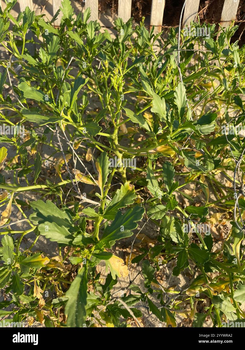 Edentula hi-res stock photography and images - Alamy