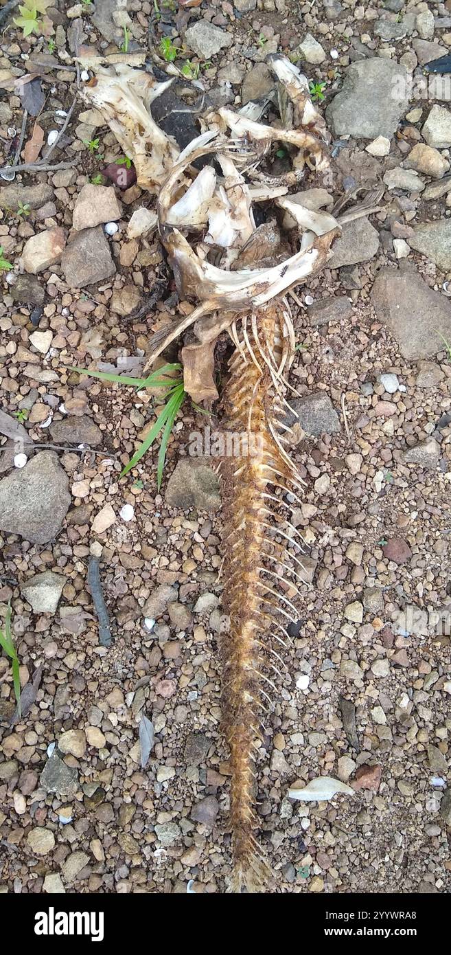 North American Freshwater Catfishes (Ictaluridae Stock Photo - Alamy