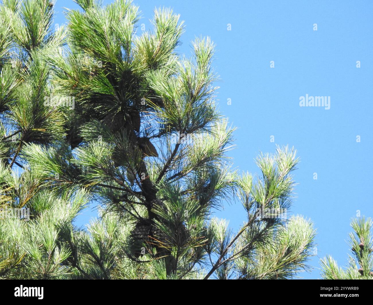Monterey pine (Pinus radiata Stock Photo - Alamy