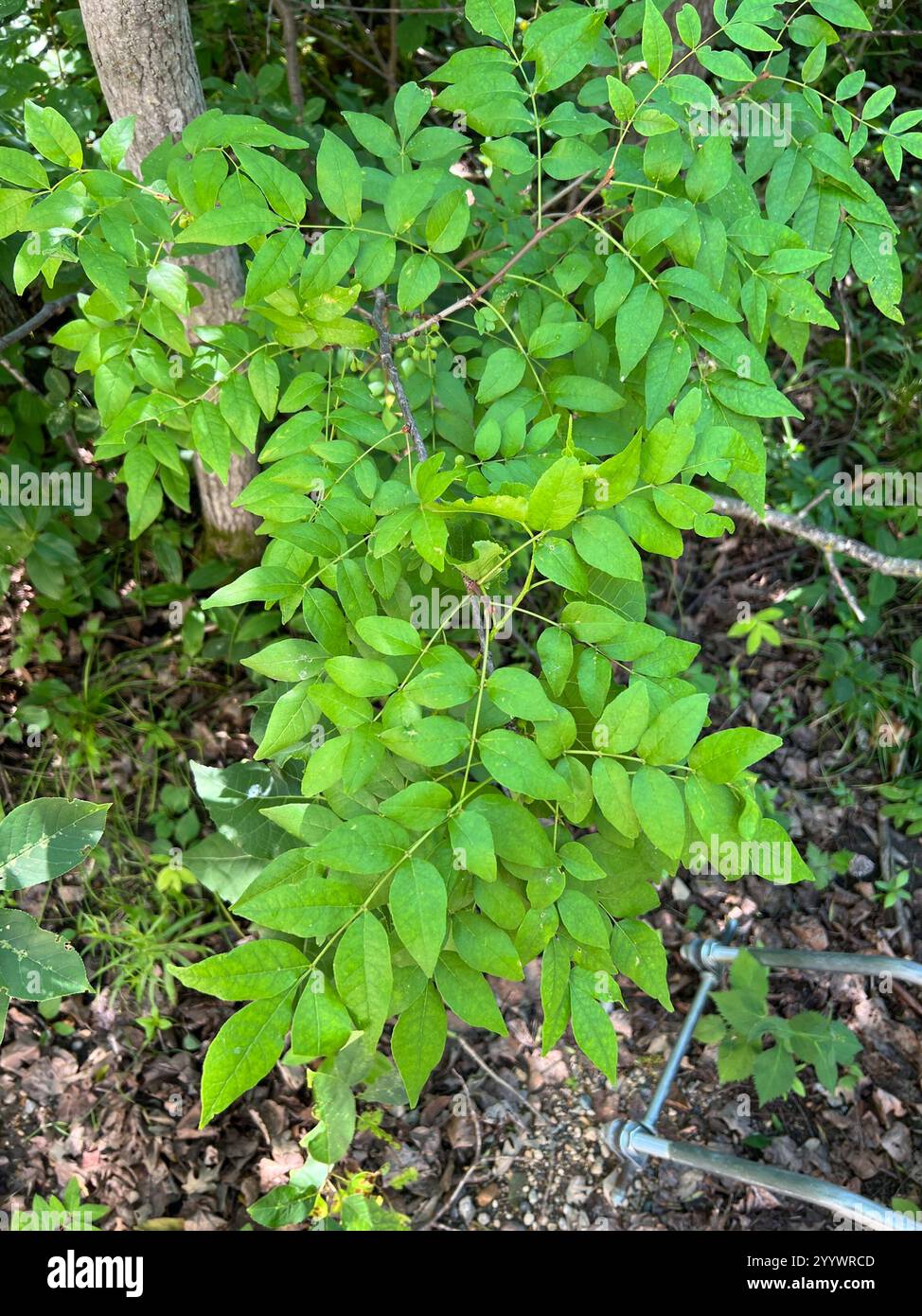 common prickly ash (Zanthoxylum americanum Stock Photo - Alamy