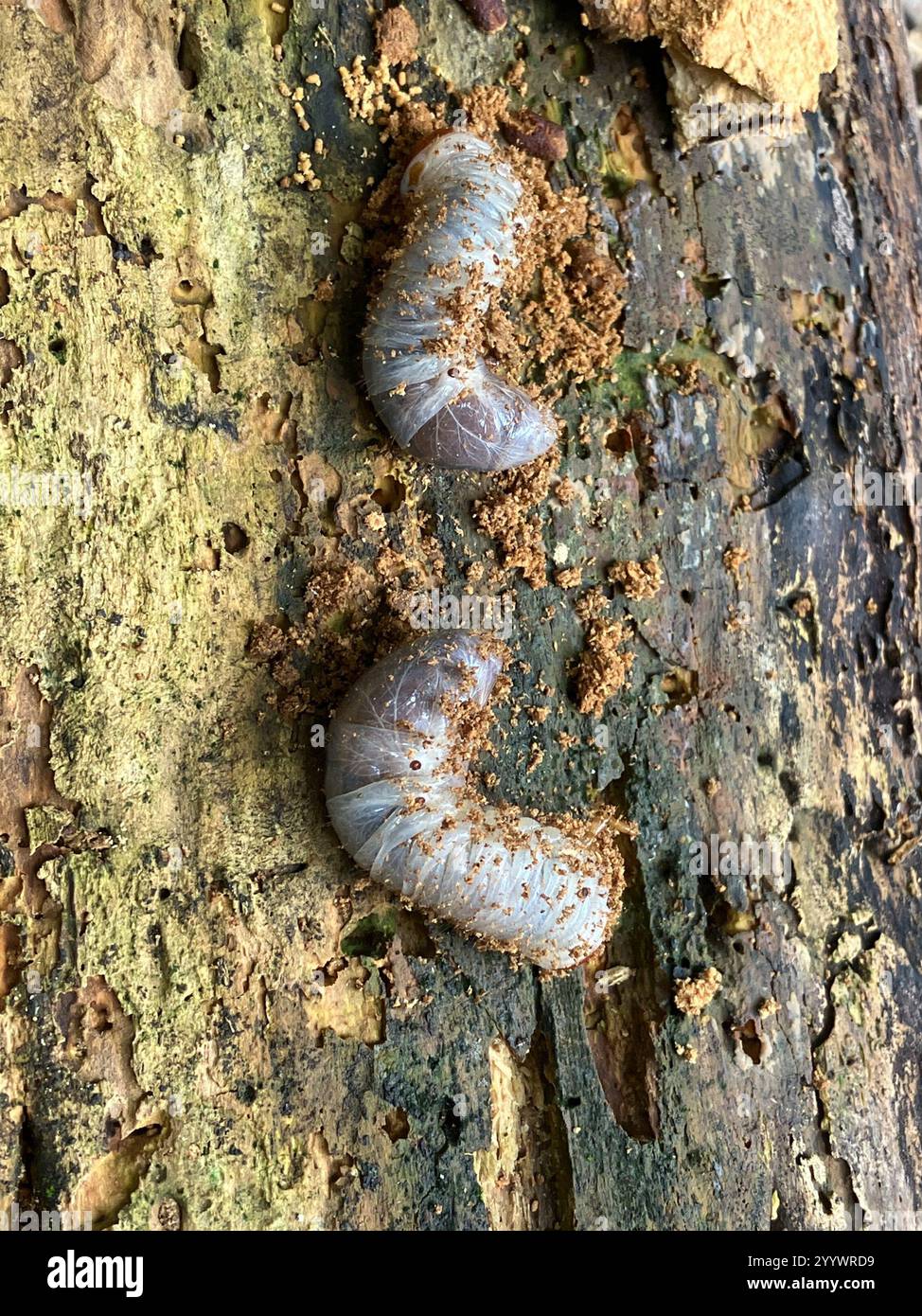 Coconut Rhinoceros Beetle (Oryctes rhinoceros Stock Photo - Alamy