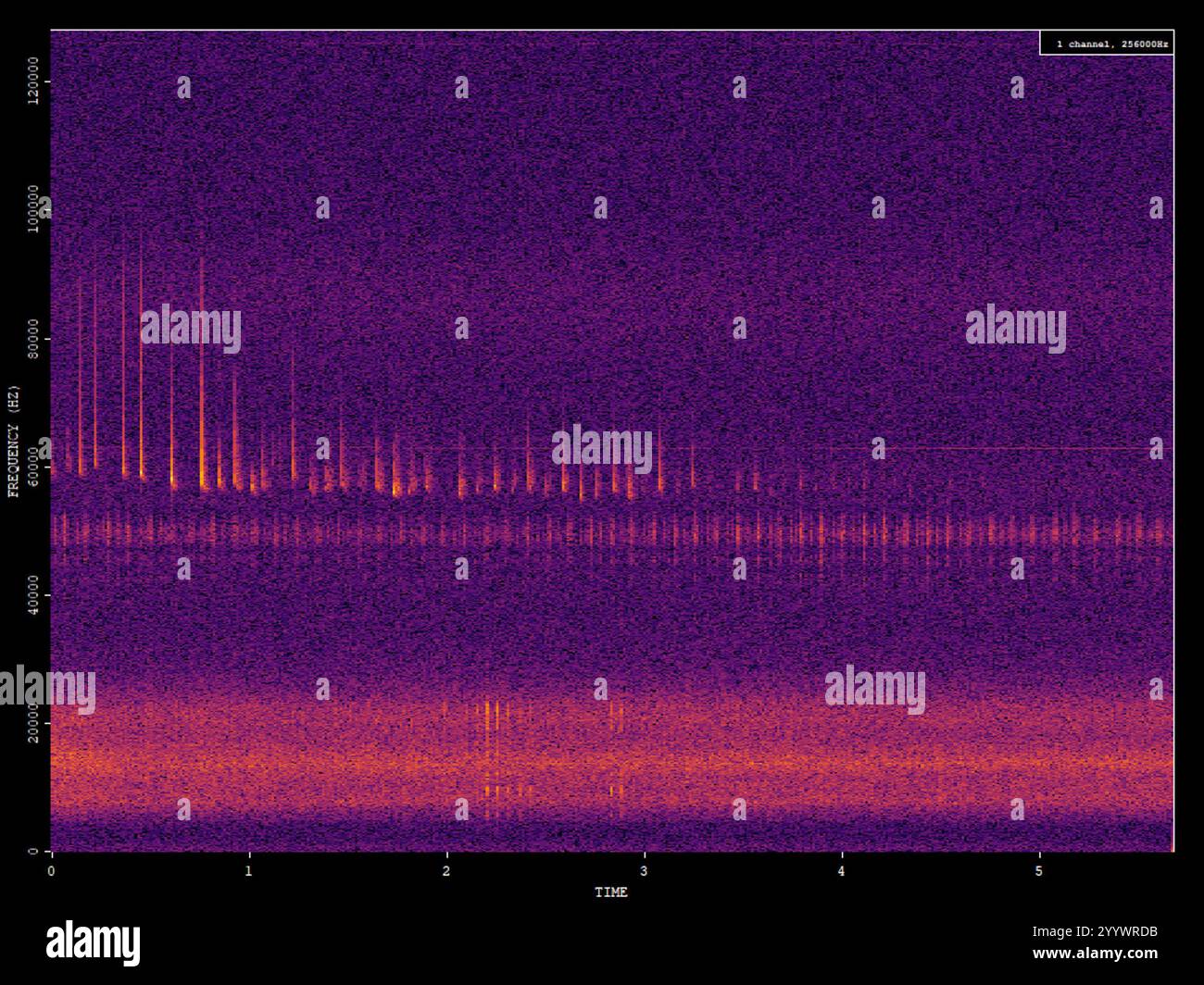 Pygmy Pipistrelle (Pipistrellus pygmaeus Stock Photo - Alamy