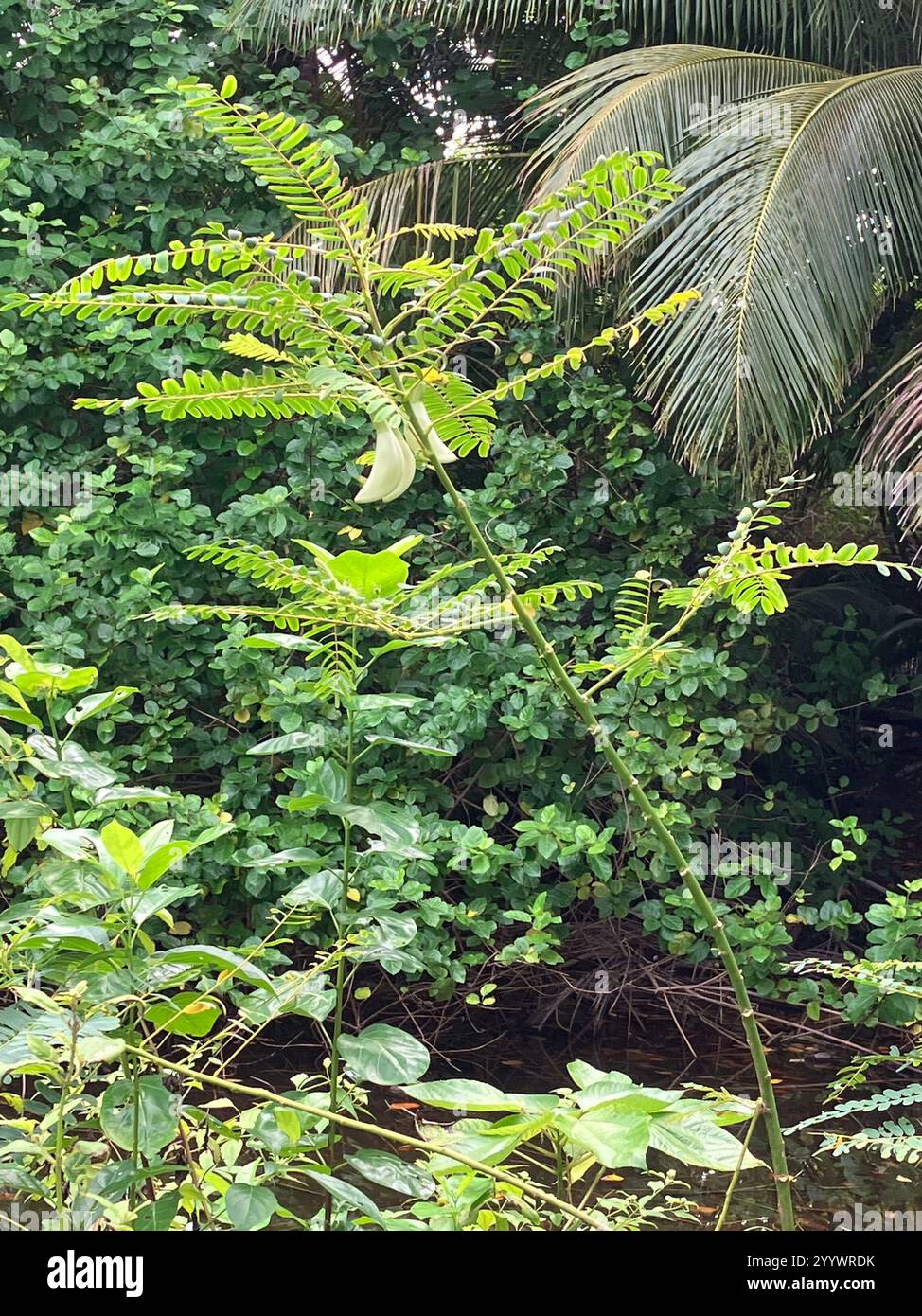 Agati (Sesbania grandiflora Stock Photo - Alamy