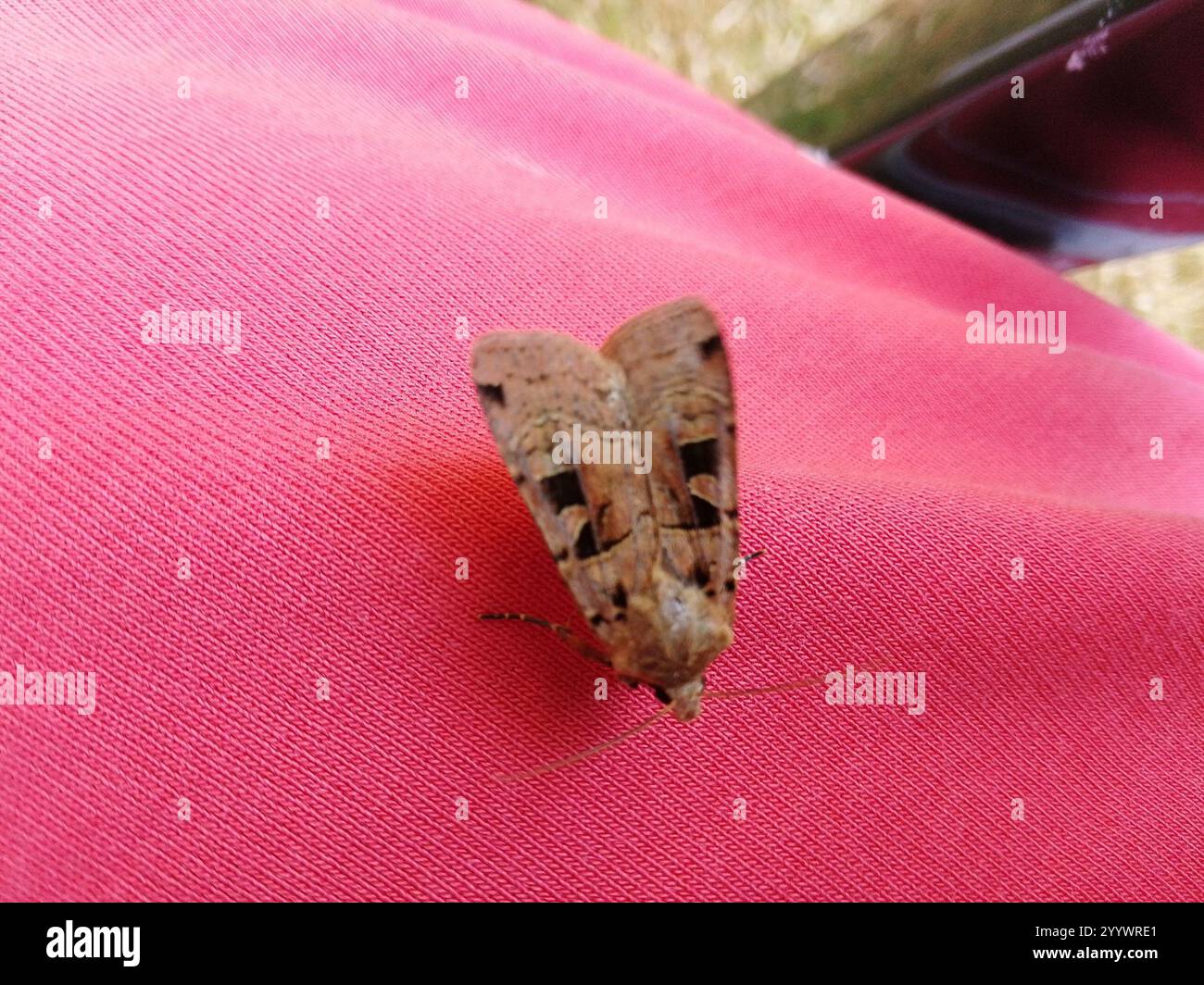 Double Square-spot (Xestia triangulum Stock Photo - Alamy