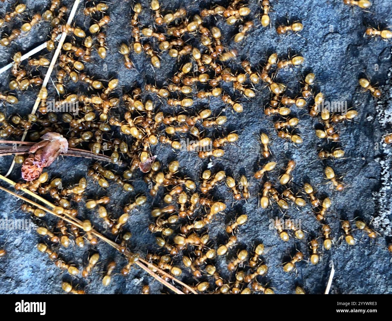 Common Citronella Ant (Lasius claviger Stock Photo - Alamy
