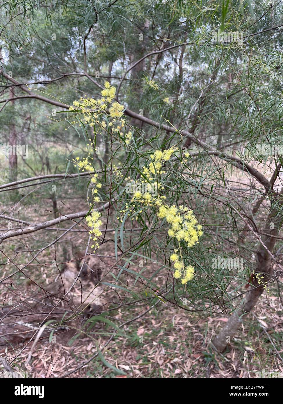 Brisbane wattle (Acacia fimbriata Stock Photo - Alamy