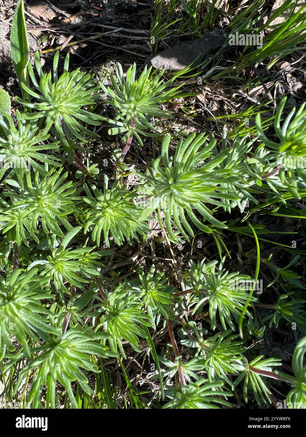 Nuttall's Linanthus (Leptosiphon nuttallii Stock Photo - Alamy