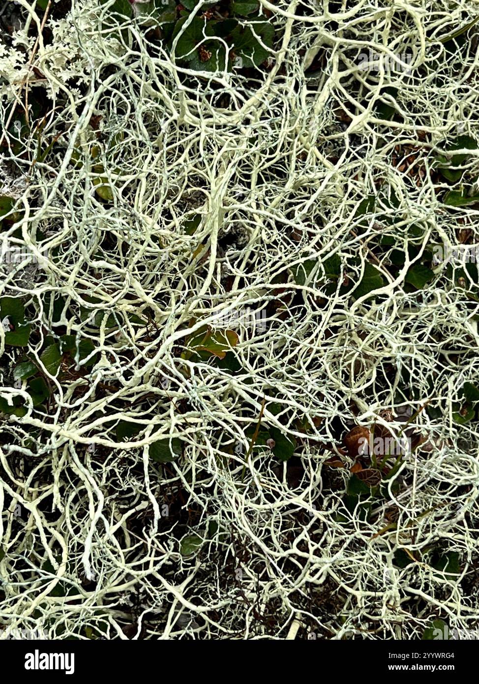 Green Witch's Hair (Alectoria ochroleuca Stock Photo - Alamy