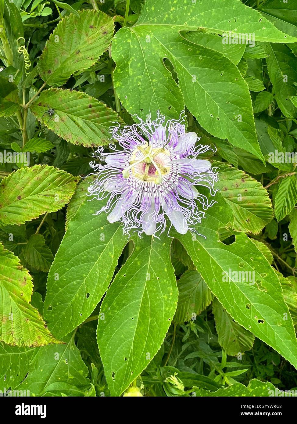 purple passionflower (Passiflora incarnata Stock Photo - Alamy