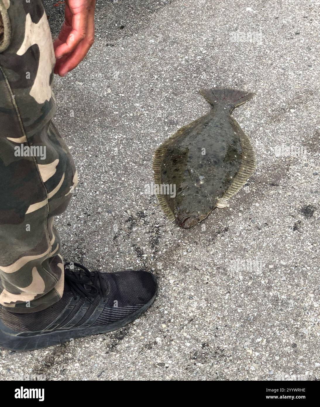 California Halibut (Paralichthys californicus Stock Photo - Alamy