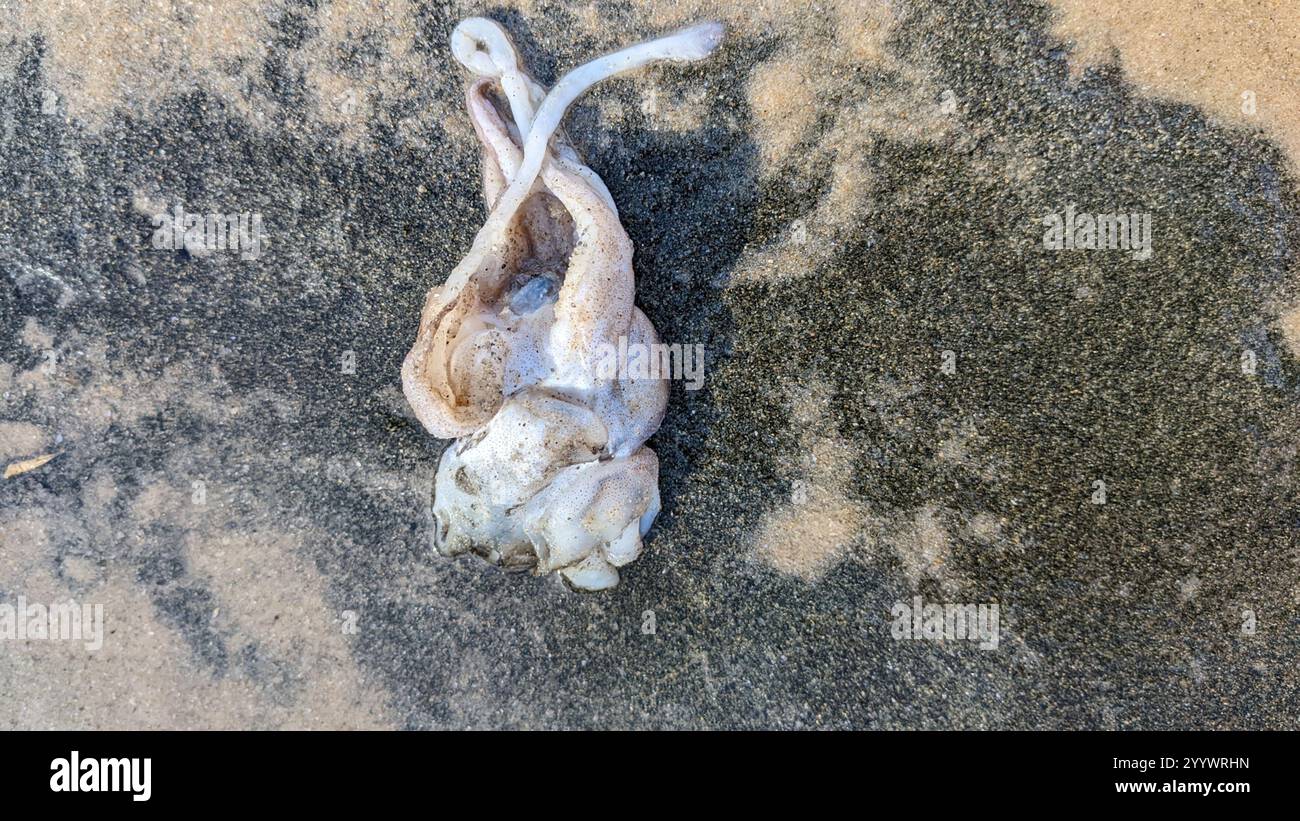 Squids and Cuttlefishes (Decapodiformes Stock Photo - Alamy