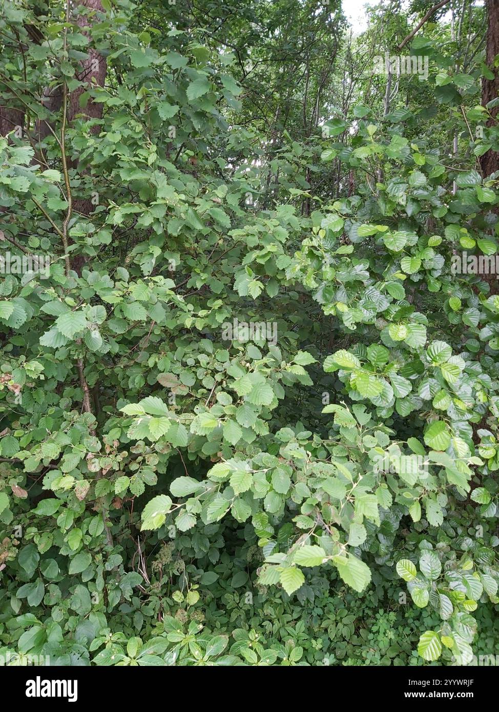 grey alder (Alnus incana Stock Photo - Alamy