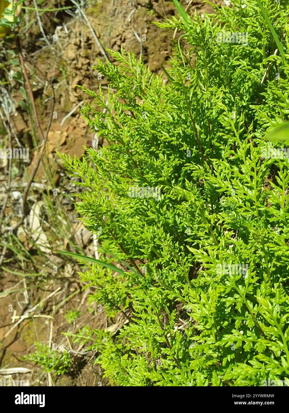 Rock Fern (Cheilanthes austrotenuifolia Stock Photo - Alamy