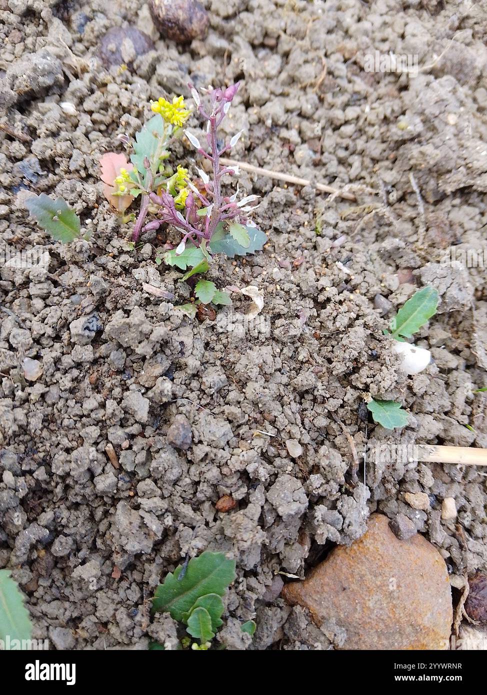 Northern yellow cress hi-res stock photography and images - Alamy