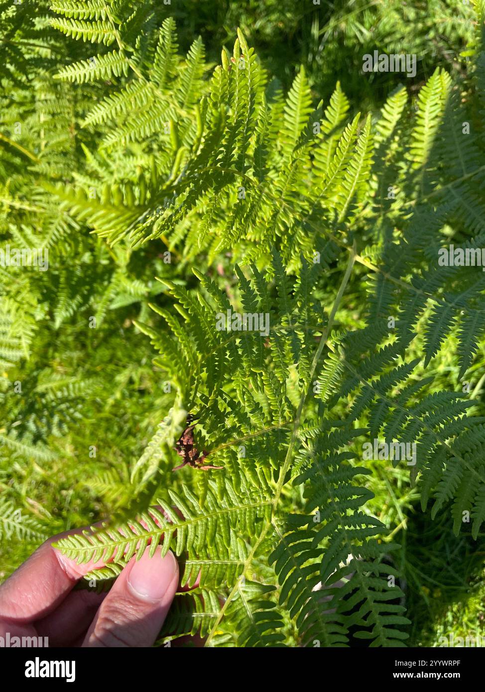 common bracken (Pteridium aquilinum Stock Photo - Alamy