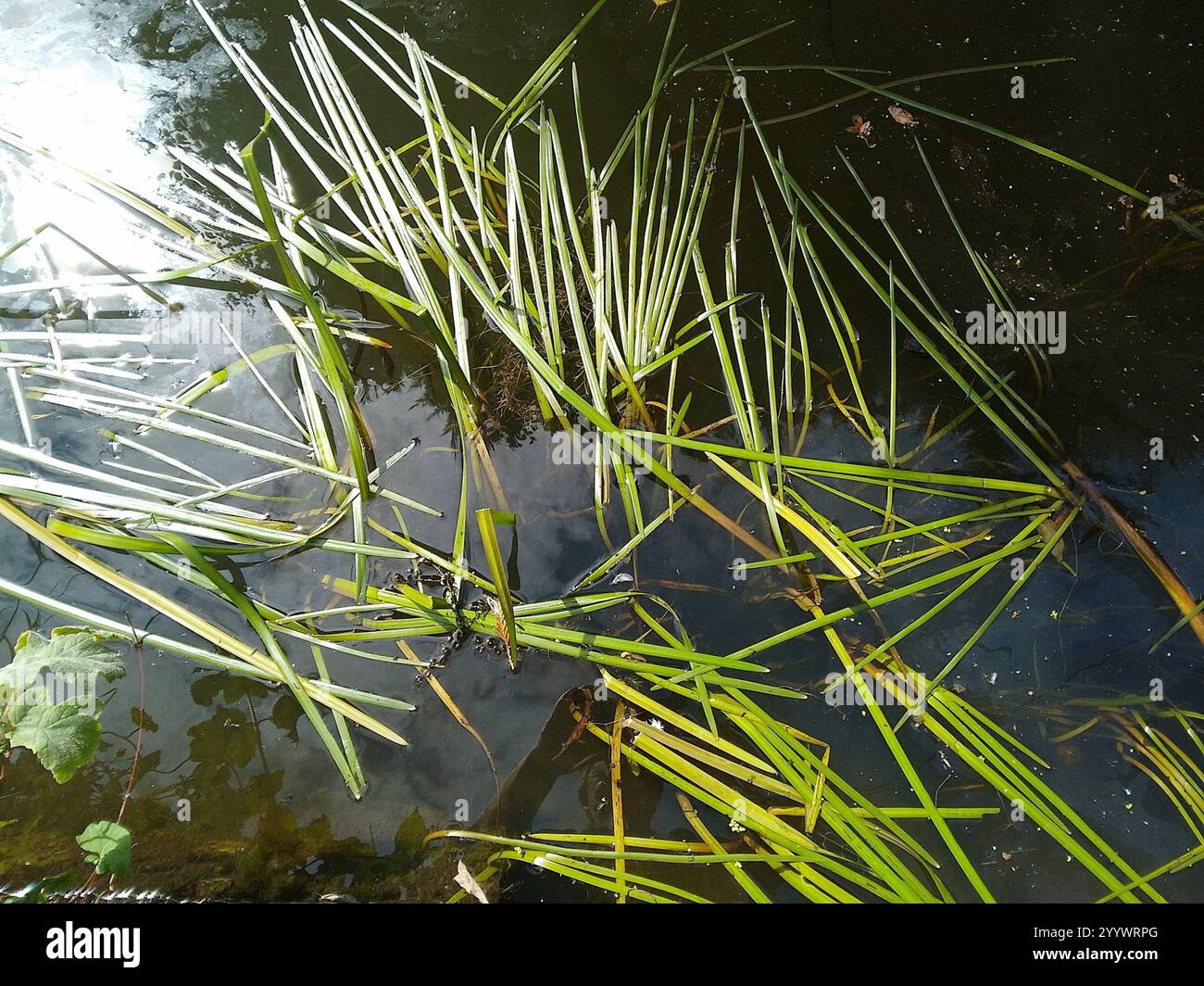 Narrow-leaved Bur-reed (Sparganium angustifolium Stock Photo - Alamy