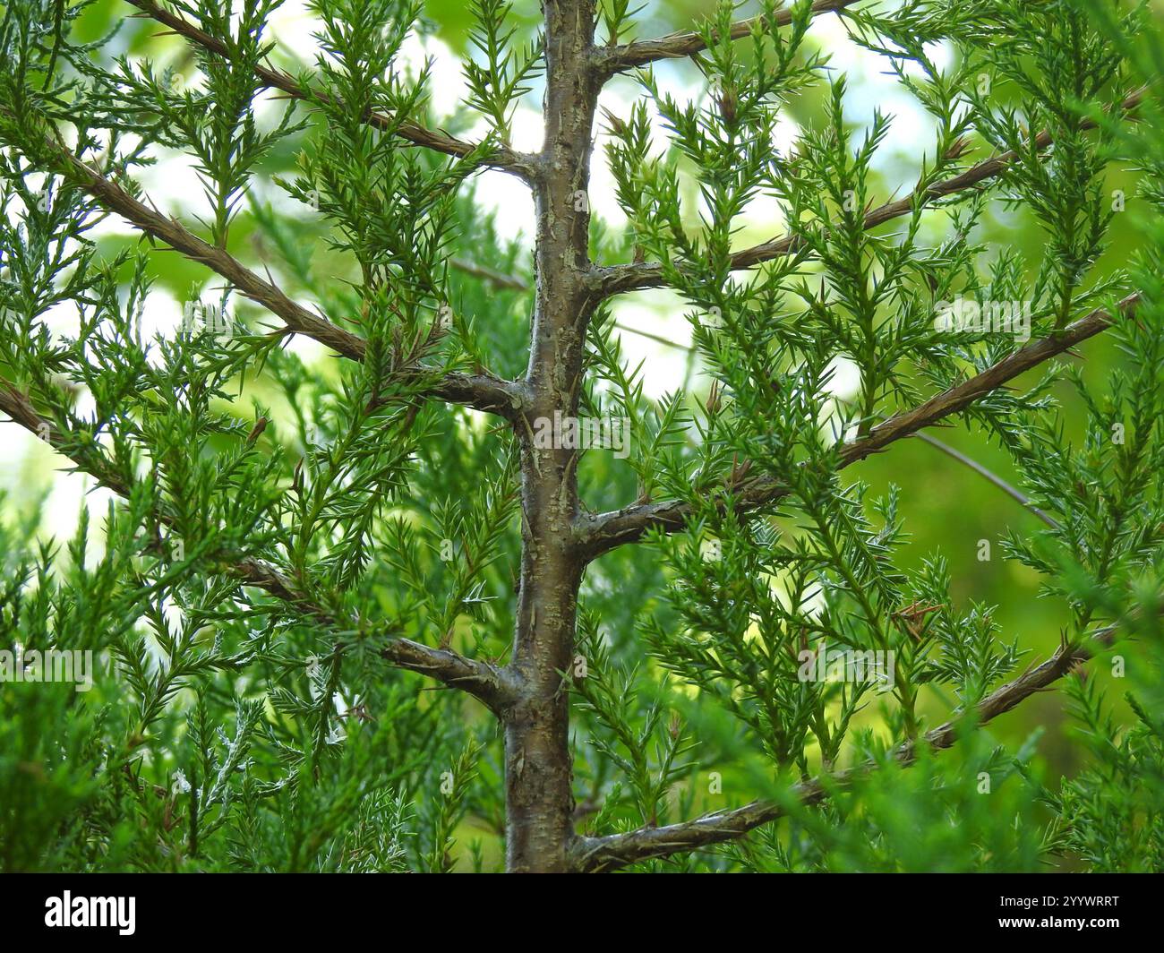 eastern redcedar (Juniperus virginiana Stock Photo - Alamy