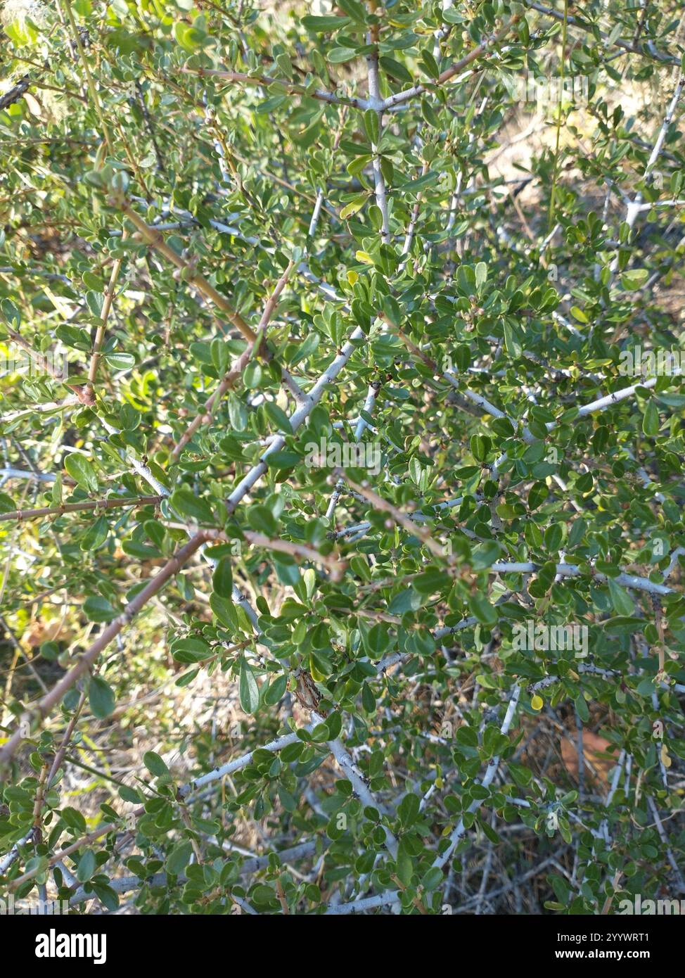 Buckbrush (Ceanothus cuneatus Stock Photo - Alamy