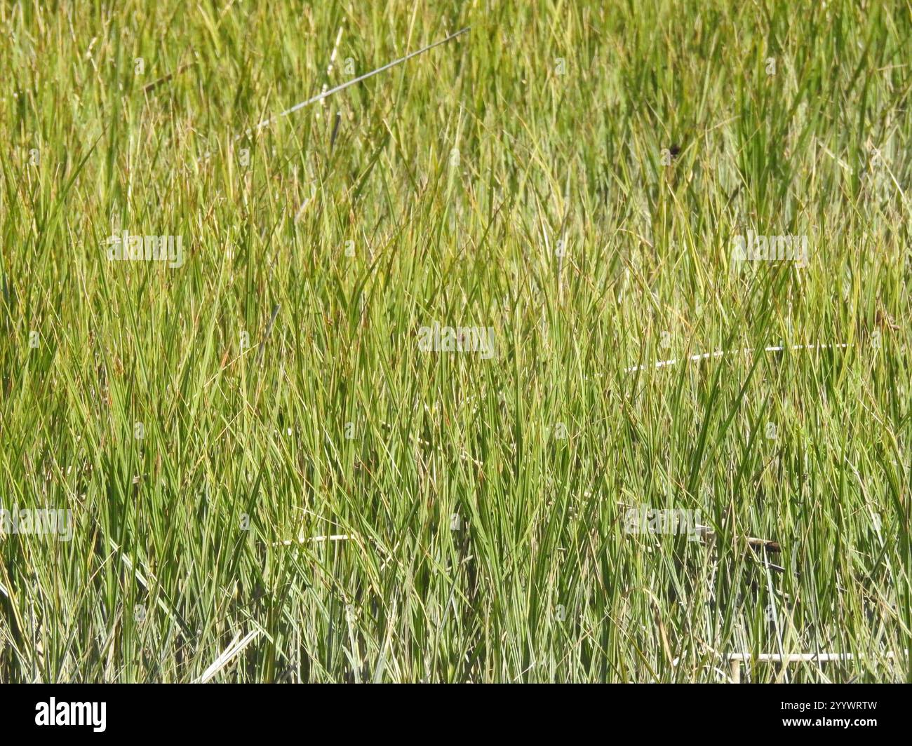 squarestem spikerush (Eleocharis quadrangulata Stock Photo - Alamy