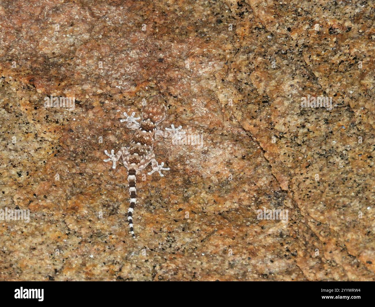 Comb-toed Geckos (Chondrodactylus Stock Photo - Alamy
