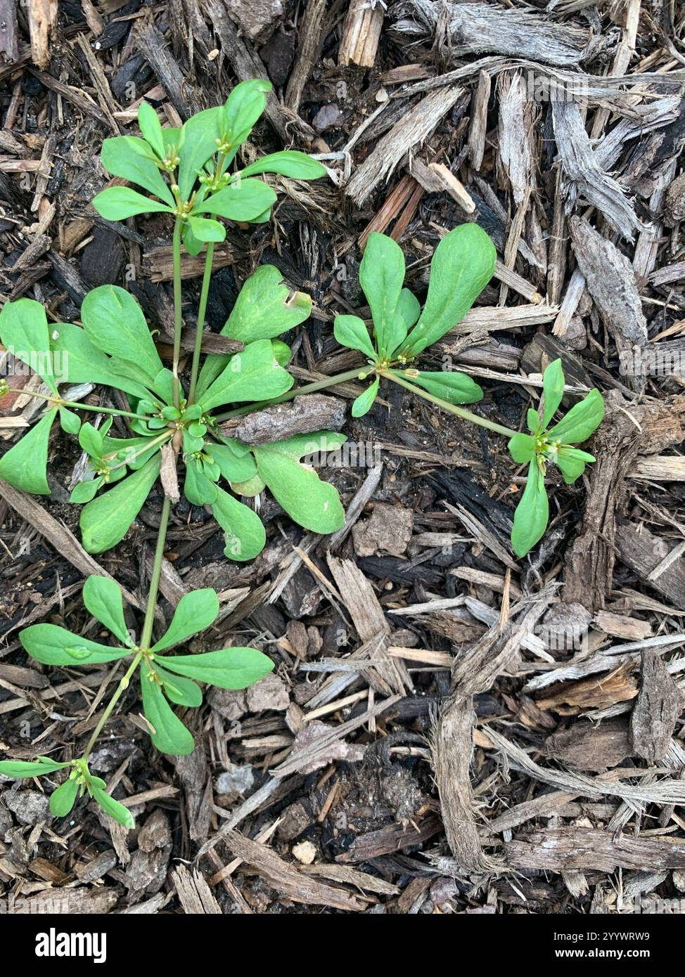 green carpetweed (Mollugo verticillata Stock Photo - Alamy