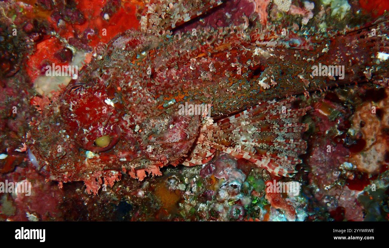 Eastern Red Scorpionfish (Scorpaena jacksoniensis Stock Photo - Alamy