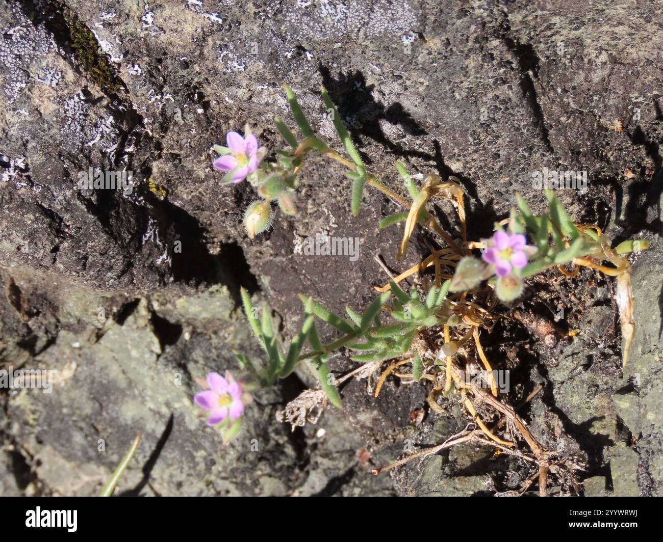 Sticky Sand-Spurrey (Spergularia macrotheca Stock Photo - Alamy