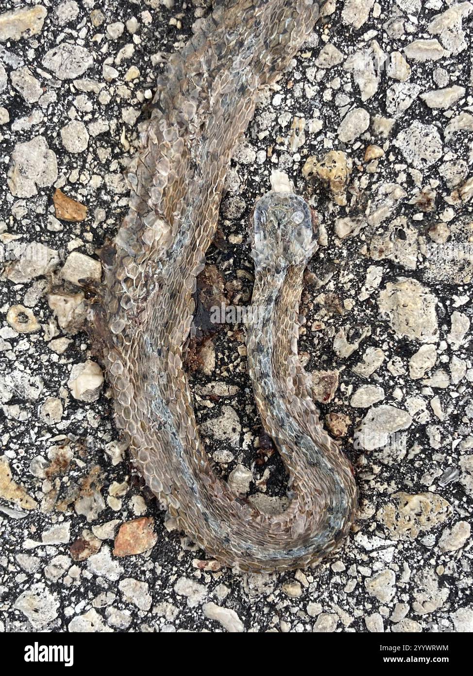 Florida brownsnake hi-res stock photography and images - Alamy