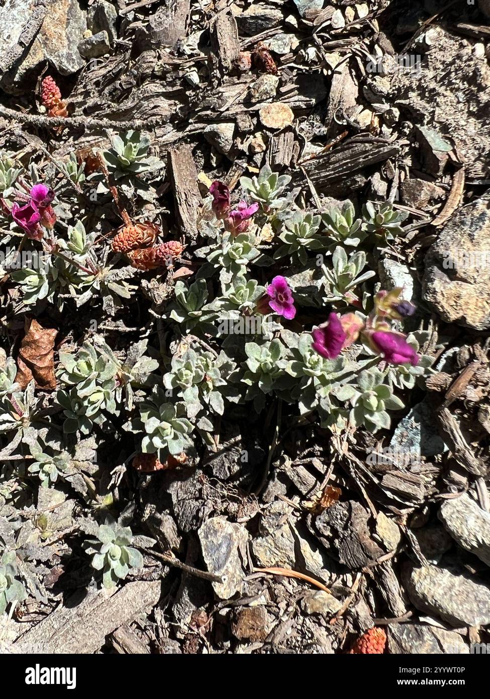 snow dwarf primrose (Androsace nivalis Stock Photo - Alamy