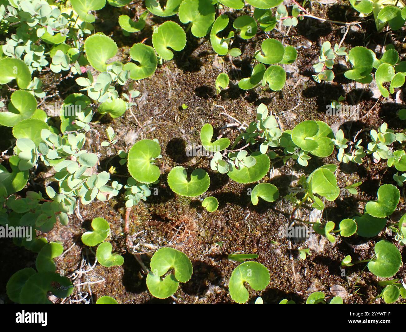 Compressed Flapwort (Nardia compressa Stock Photo - Alamy
