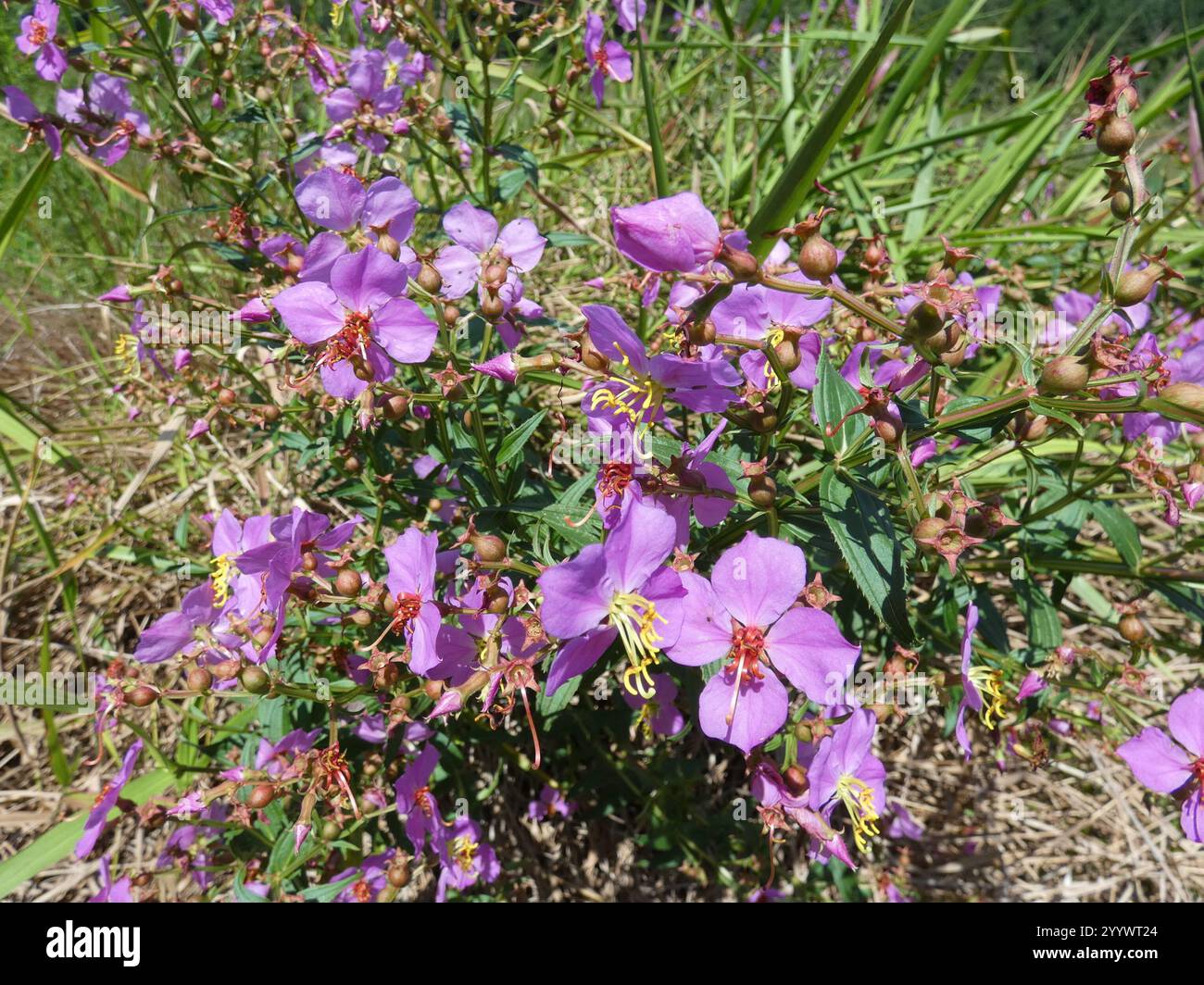 Virginia meadowbeauty (Rhexia virginica Stock Photo - Alamy