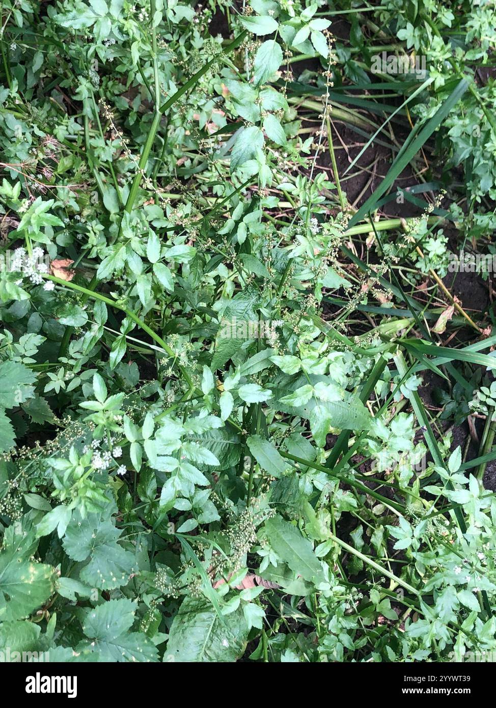 Fool's Watercress (Helosciadium nodiflorum Stock Photo - Alamy
