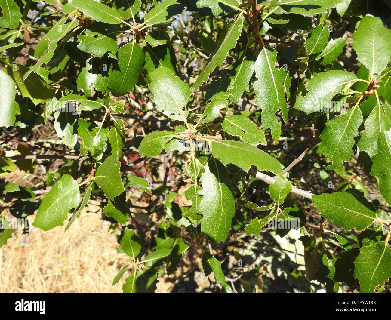 Oracle Oak (Quercus × morehus Stock Photo - Alamy
