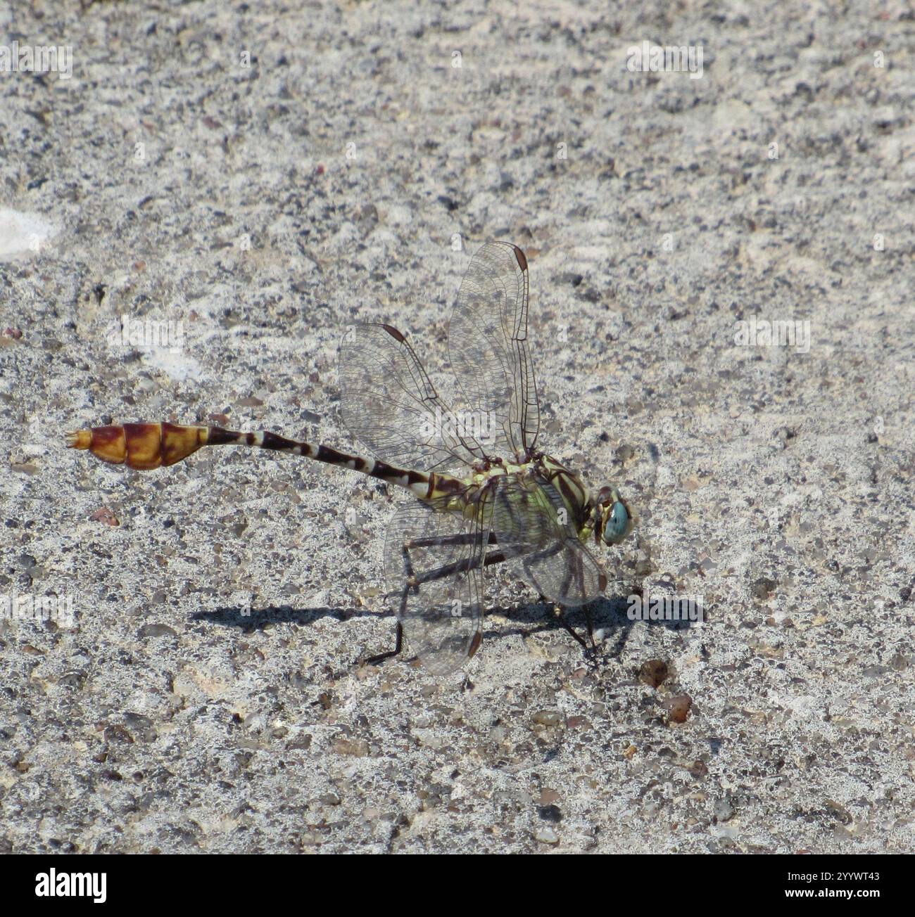 Flag-tailed Spinyleg (Dromogomphus spoliatus Stock Photo - Alamy