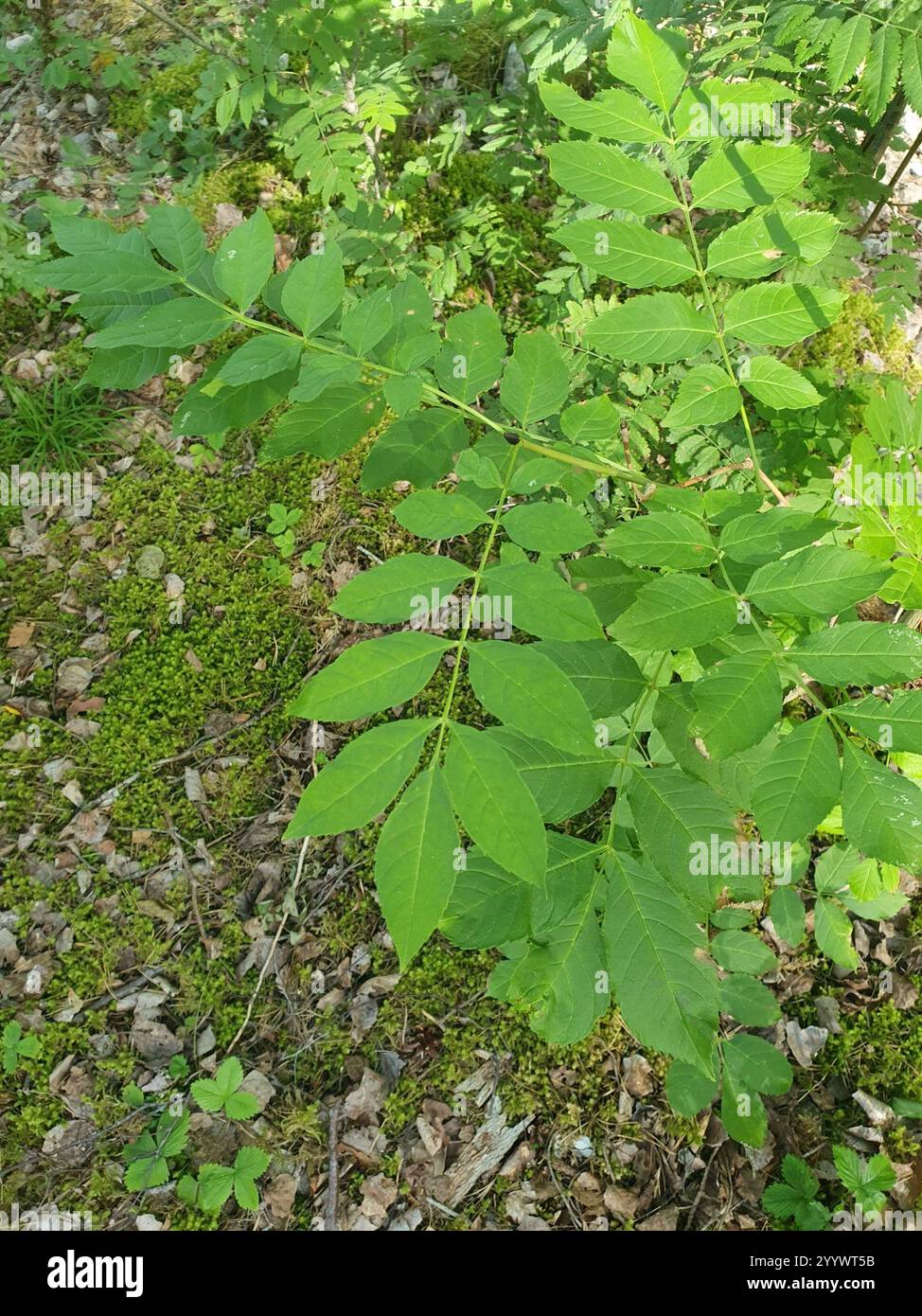 European ash (Fraxinus excelsior Stock Photo - Alamy