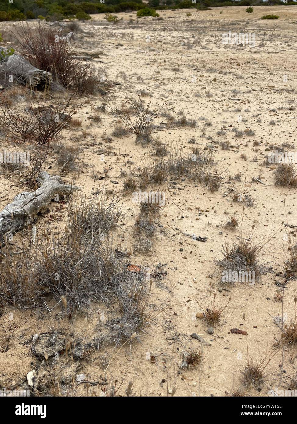 Tribolium hi-res stock photography and images - Alamy