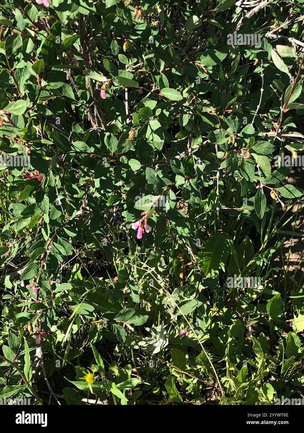 Roundleaf Snowberry (Symphoricarpos rotundifolius Stock Photo - Alamy