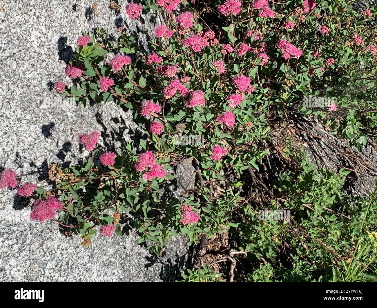 Mountain Spirea (Spiraea splendens Stock Photo - Alamy