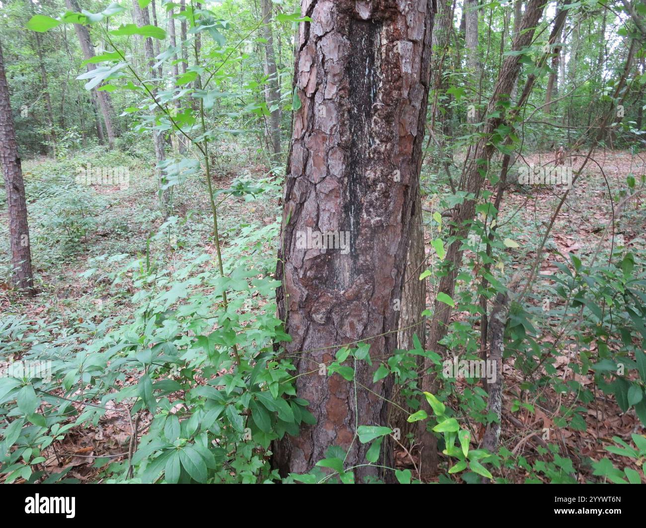 loblolly pine (Pinus taeda Stock Photo - Alamy