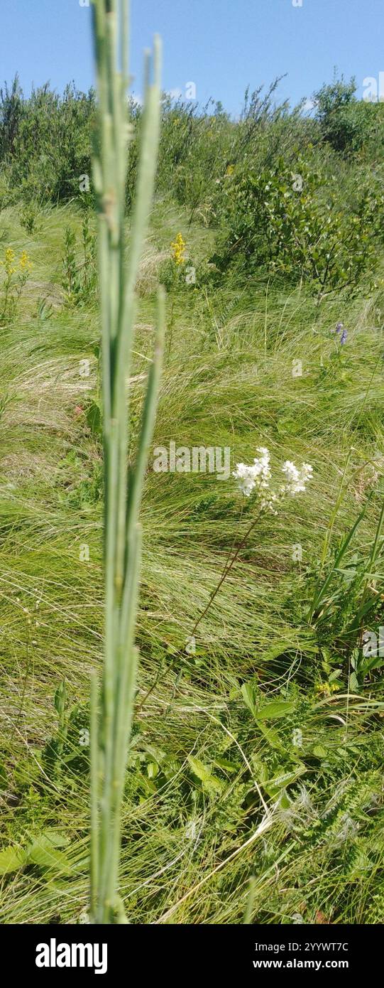 Tower Mustard (Turritis glabra Stock Photo - Alamy