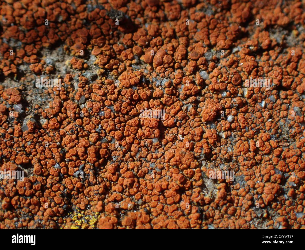 Polycauliona hi-res stock photography and images - Alamy