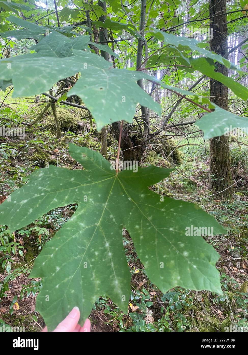 bigleaf maple (Acer macrophyllum Stock Photo - Alamy