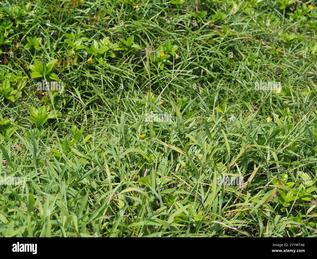 Ischaemum aristatum hi-res stock photography and images - Alamy