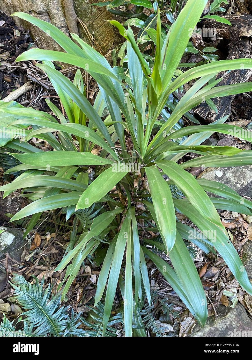 red-fruited palm lily (Cordyline rubra Stock Photo - Alamy